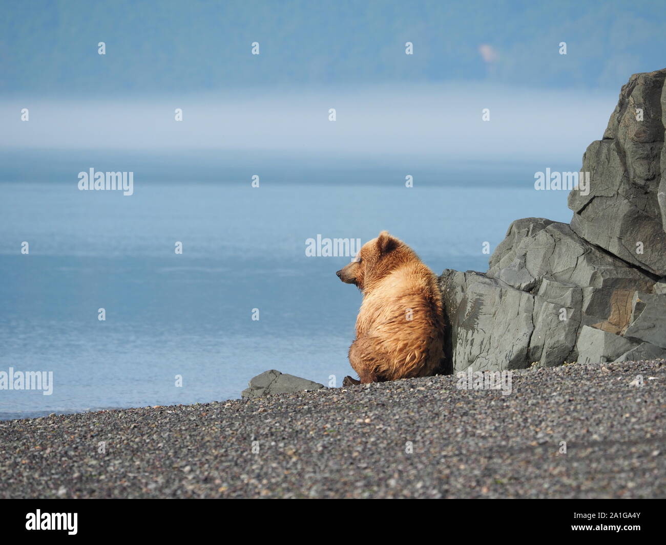 Brown Grizzly Bear Sitting Relaxing Katmai Alaska USA Stock Photo - Alamy