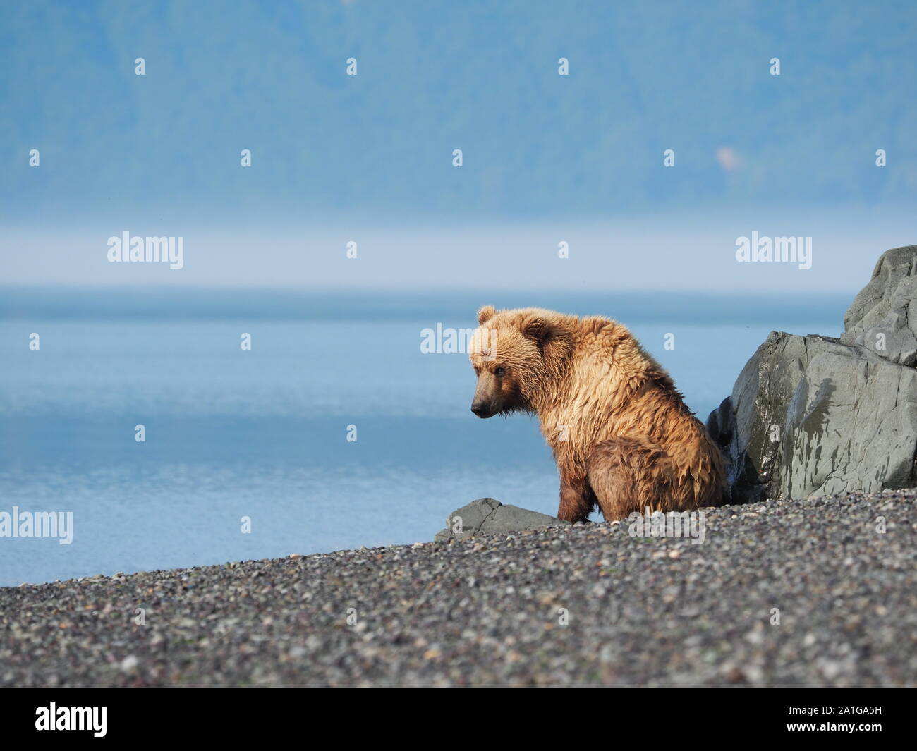 Brown Grizzly Bear Sitting Relaxing Katmai Alaska USA Stock Photo - Alamy