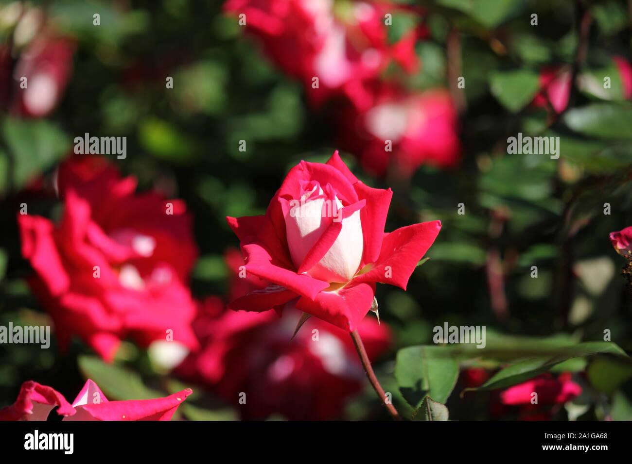 Beautiful red grandiflora rose growing in a garden Stock Photo - Alamy