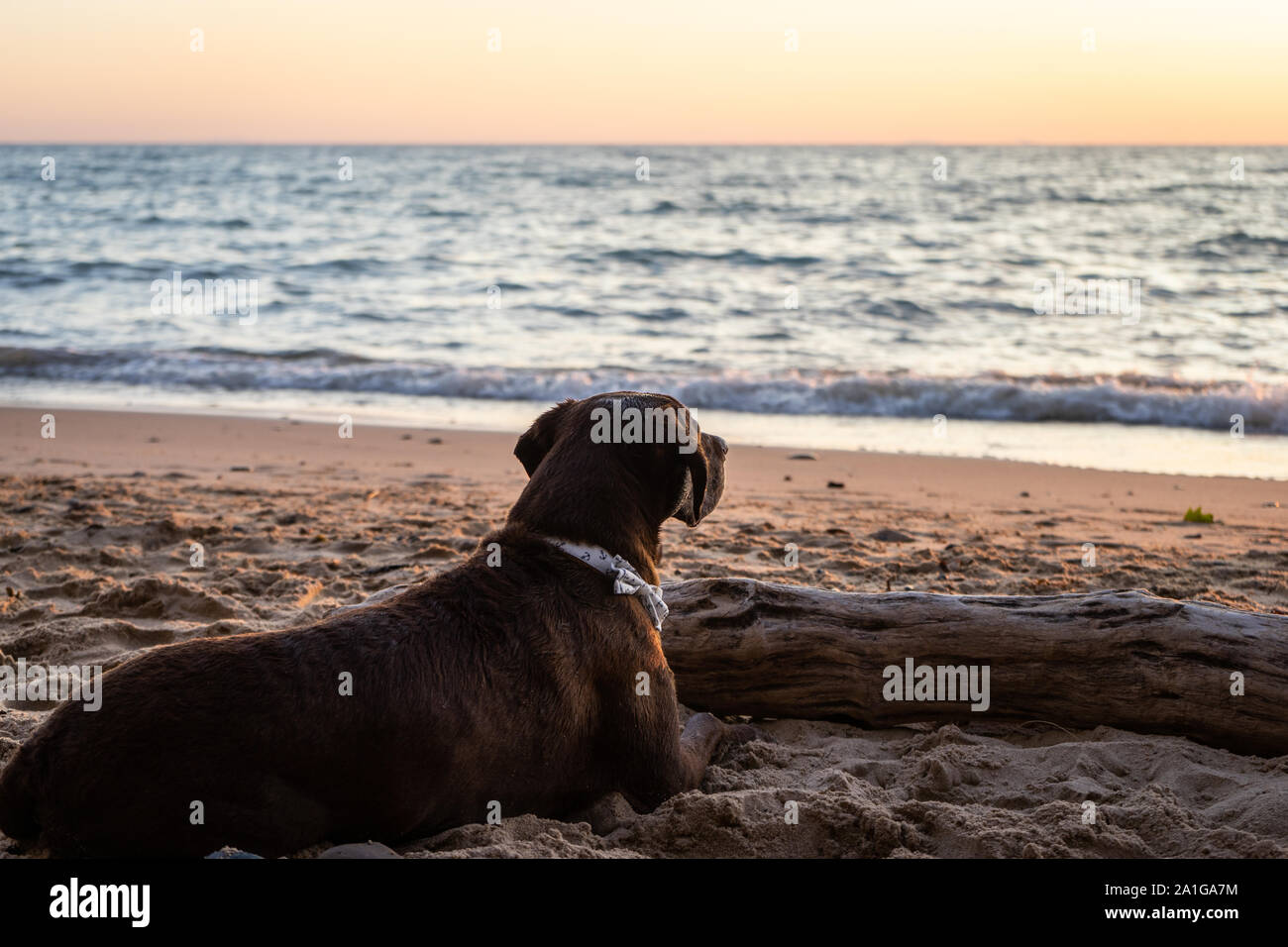 Lab at sunset hi-res stock photography and images - Alamy