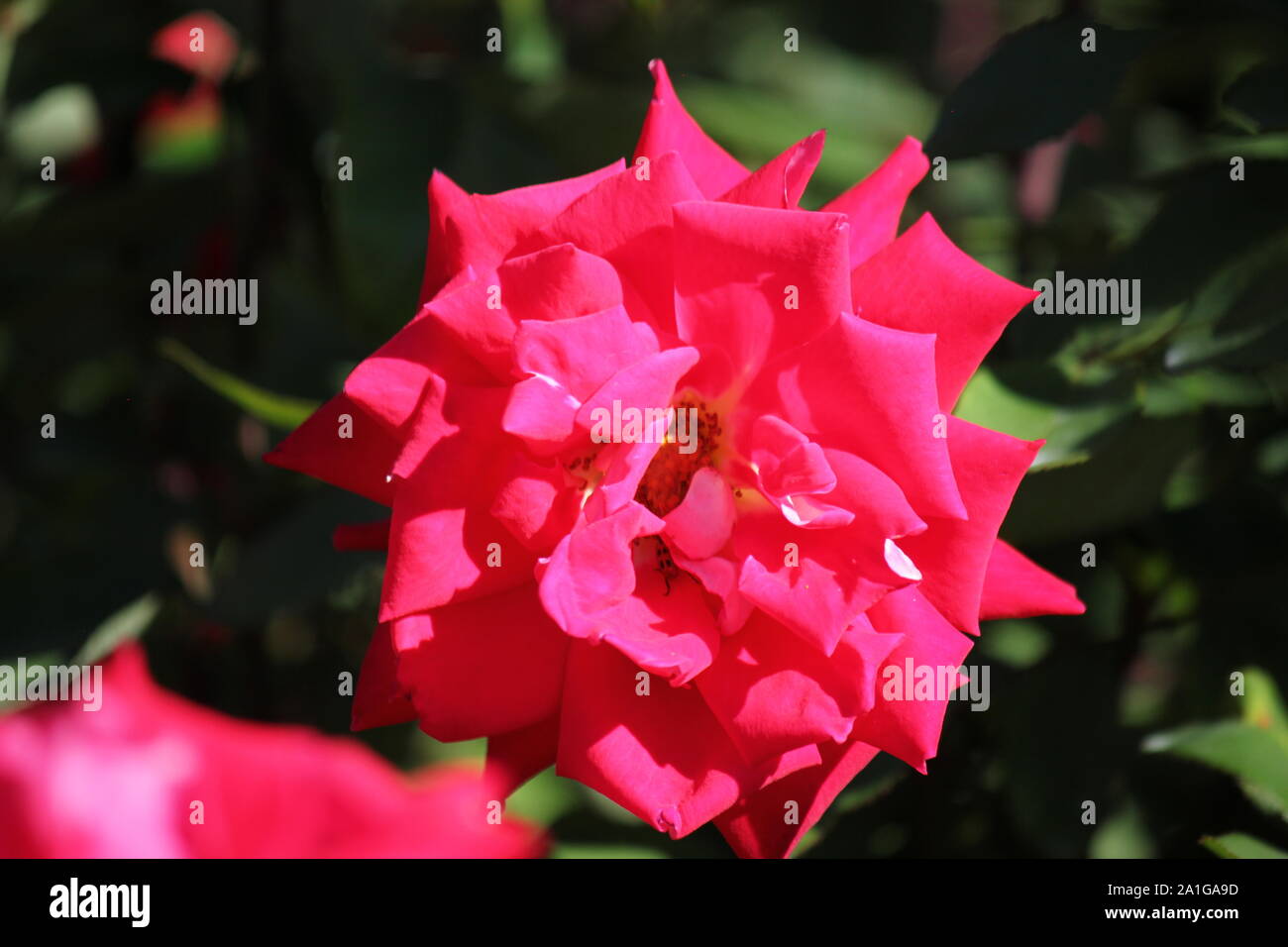 Beautiful red grandiflora rose growing in a garden Stock Photo - Alamy