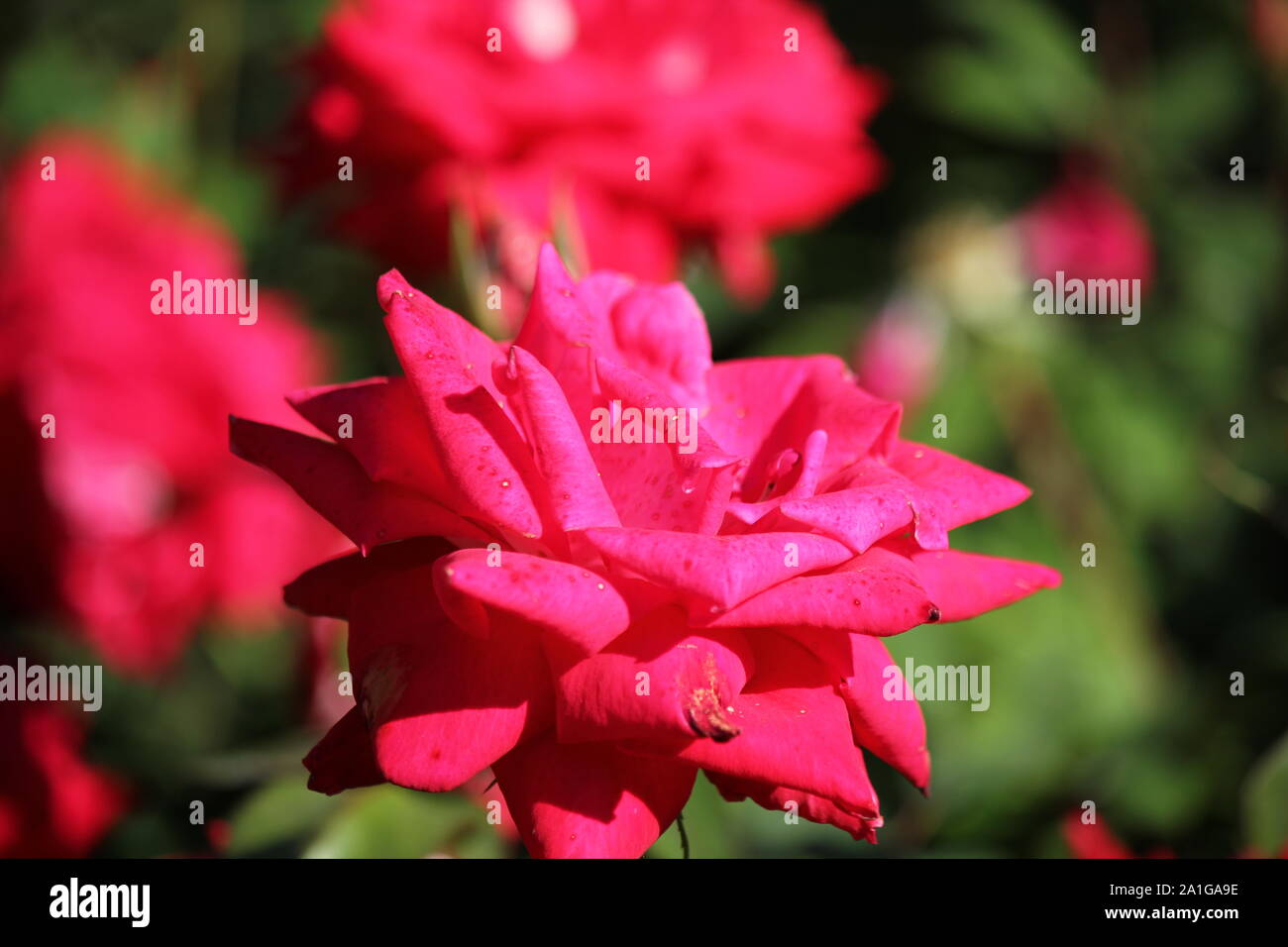 Beautiful red grandiflora rose growing in a garden Stock Photo - Alamy