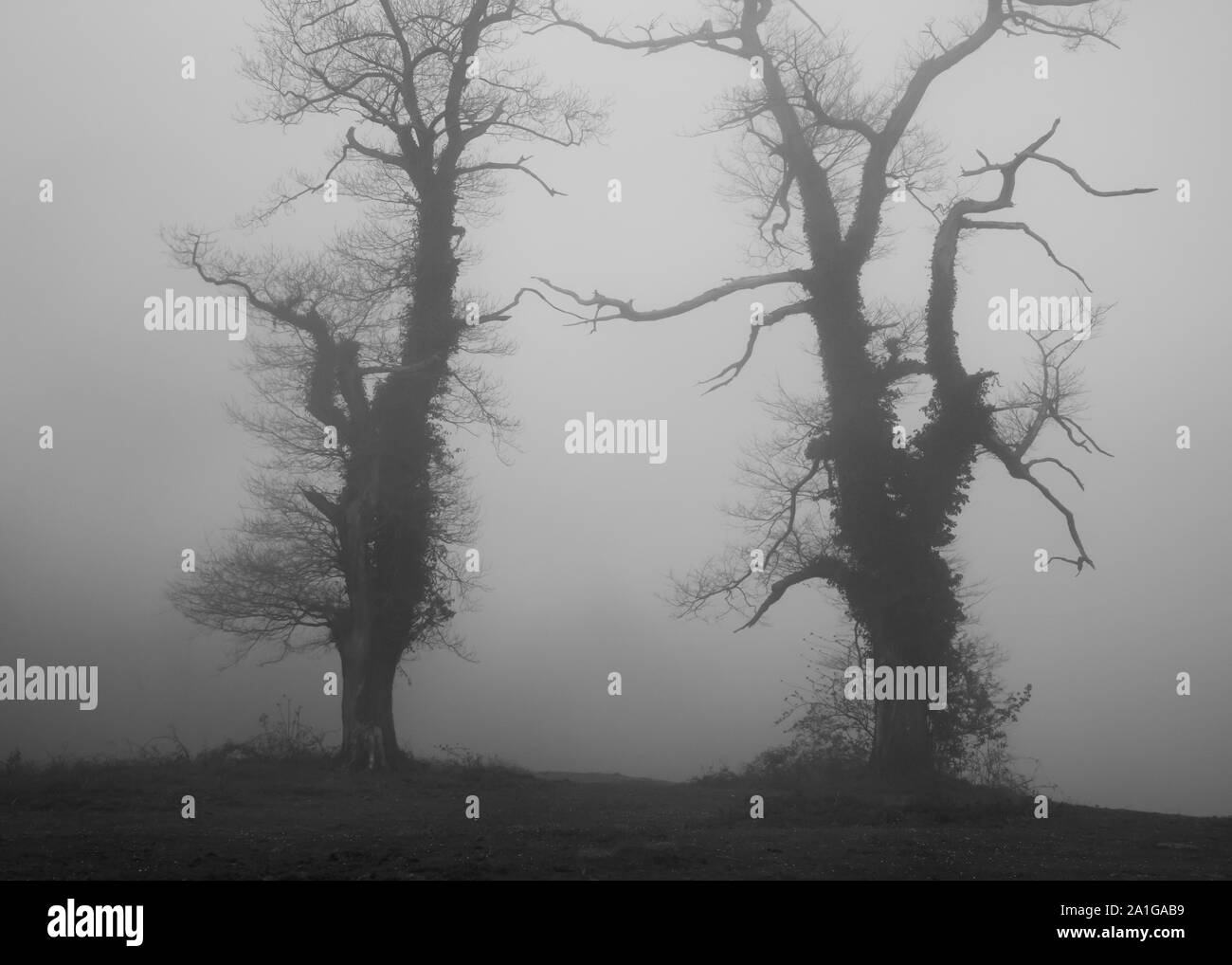 two trees in a foggy landscape Stock Photo - Alamy