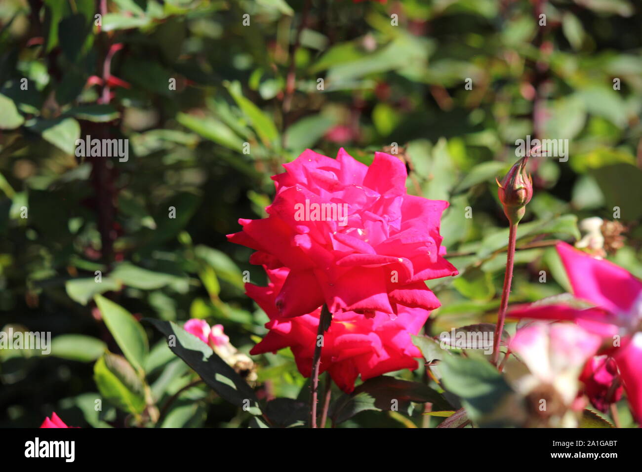 Beautiful red grandiflora rose growing in a garden Stock Photo - Alamy