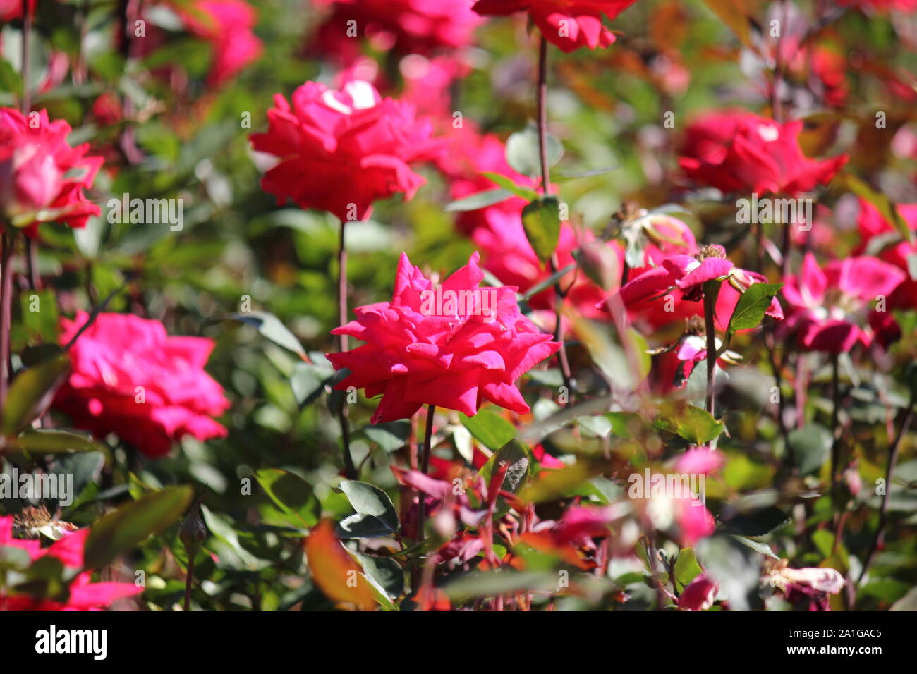 Beautiful red grandiflora rose growing in a garden Stock Photo - Alamy