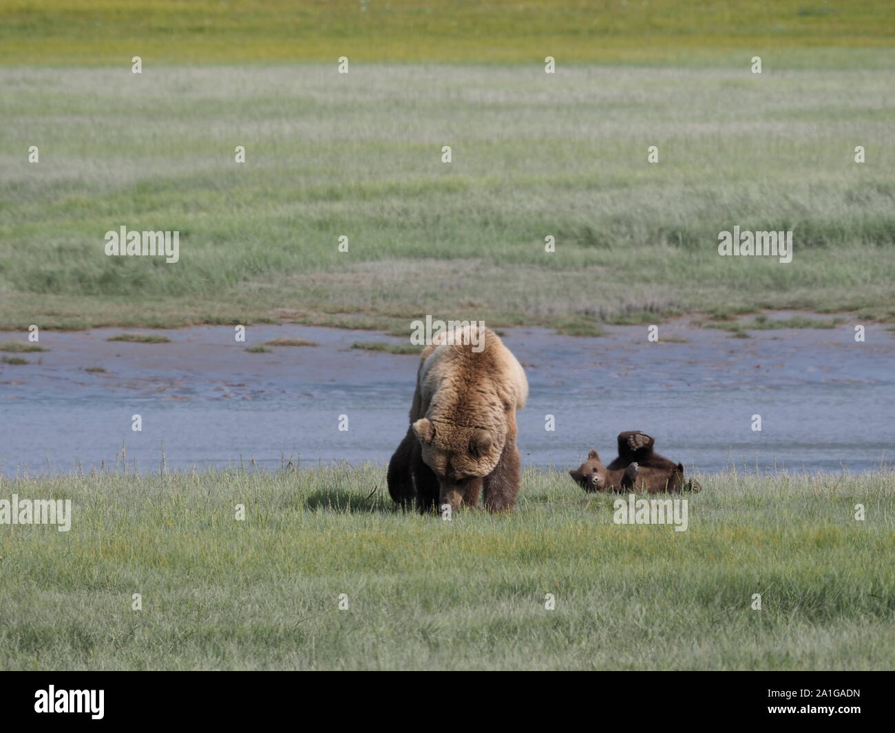Baby brown bear hi-res stock photography and images - Alamy
