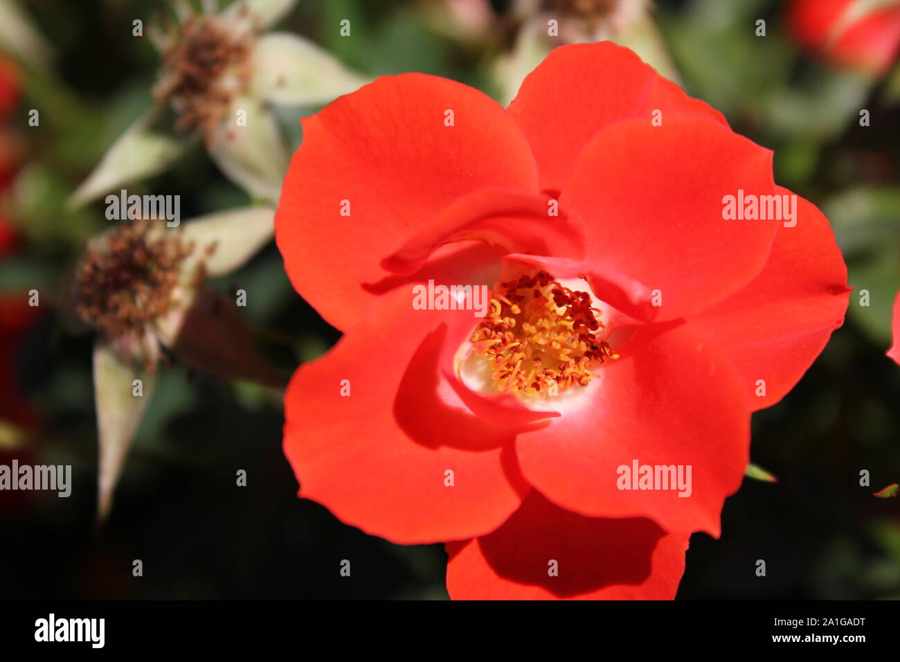 Beautiful hybrid orange tea rose growing in a garden Stock Photo - Alamy