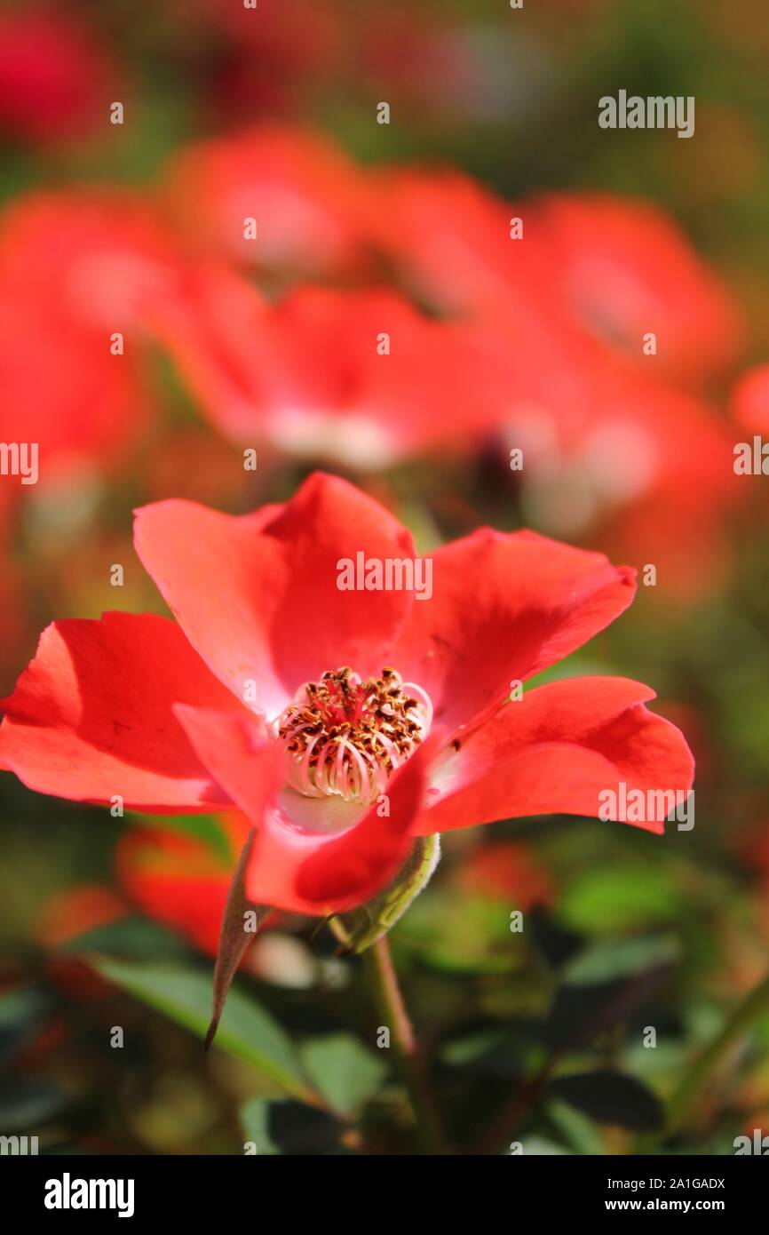 Beautiful hybrid orange tea rose growing in a garden Stock Photo - Alamy