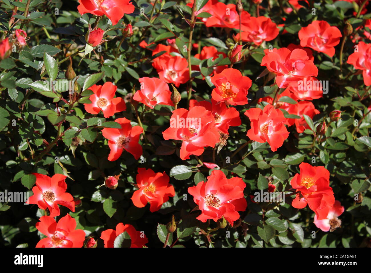 Beautiful hybrid orange tea rose growing in a garden Stock Photo - Alamy