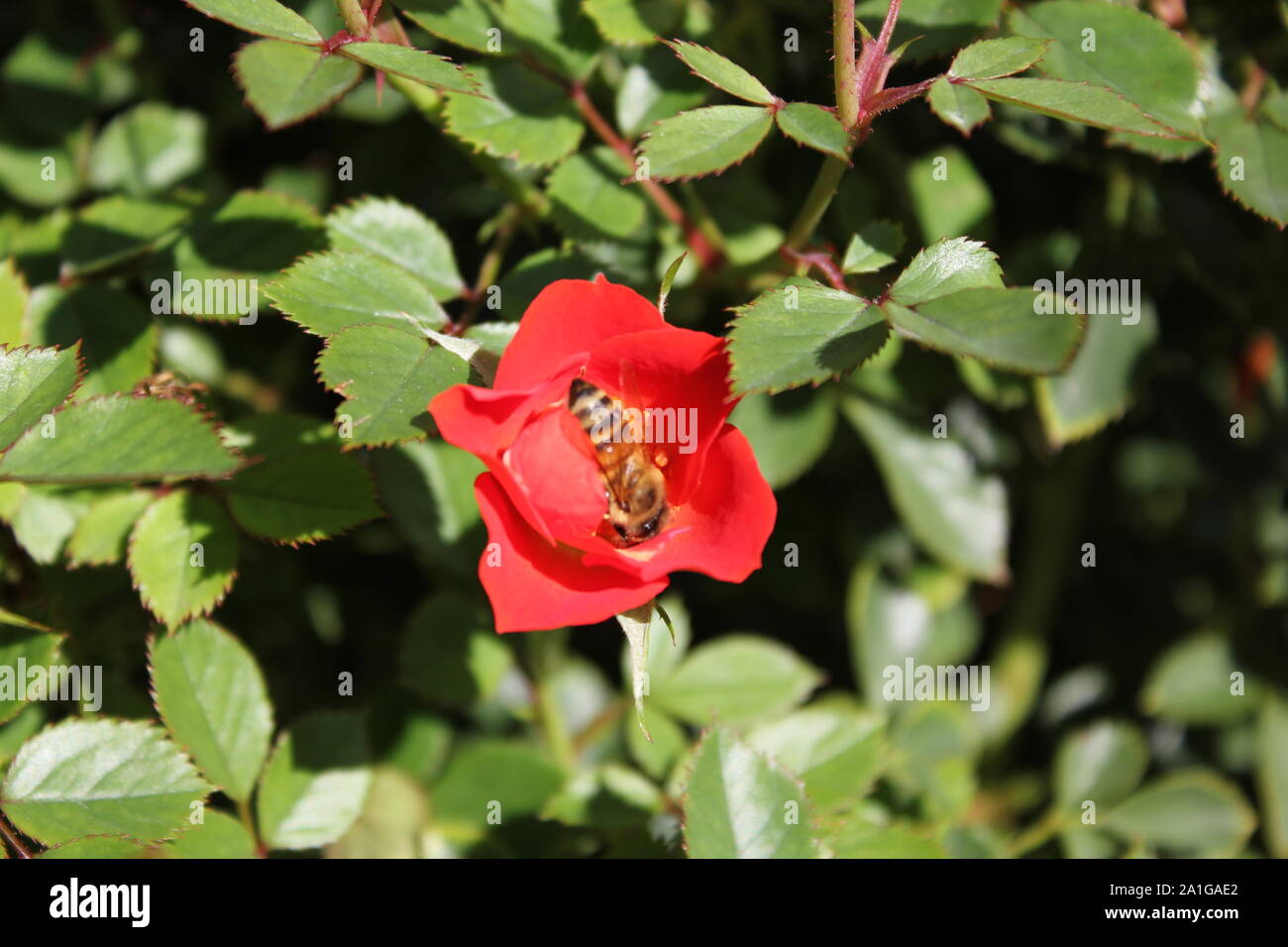 Beautiful hybrid orange tea rose growing in a garden Stock Photo - Alamy