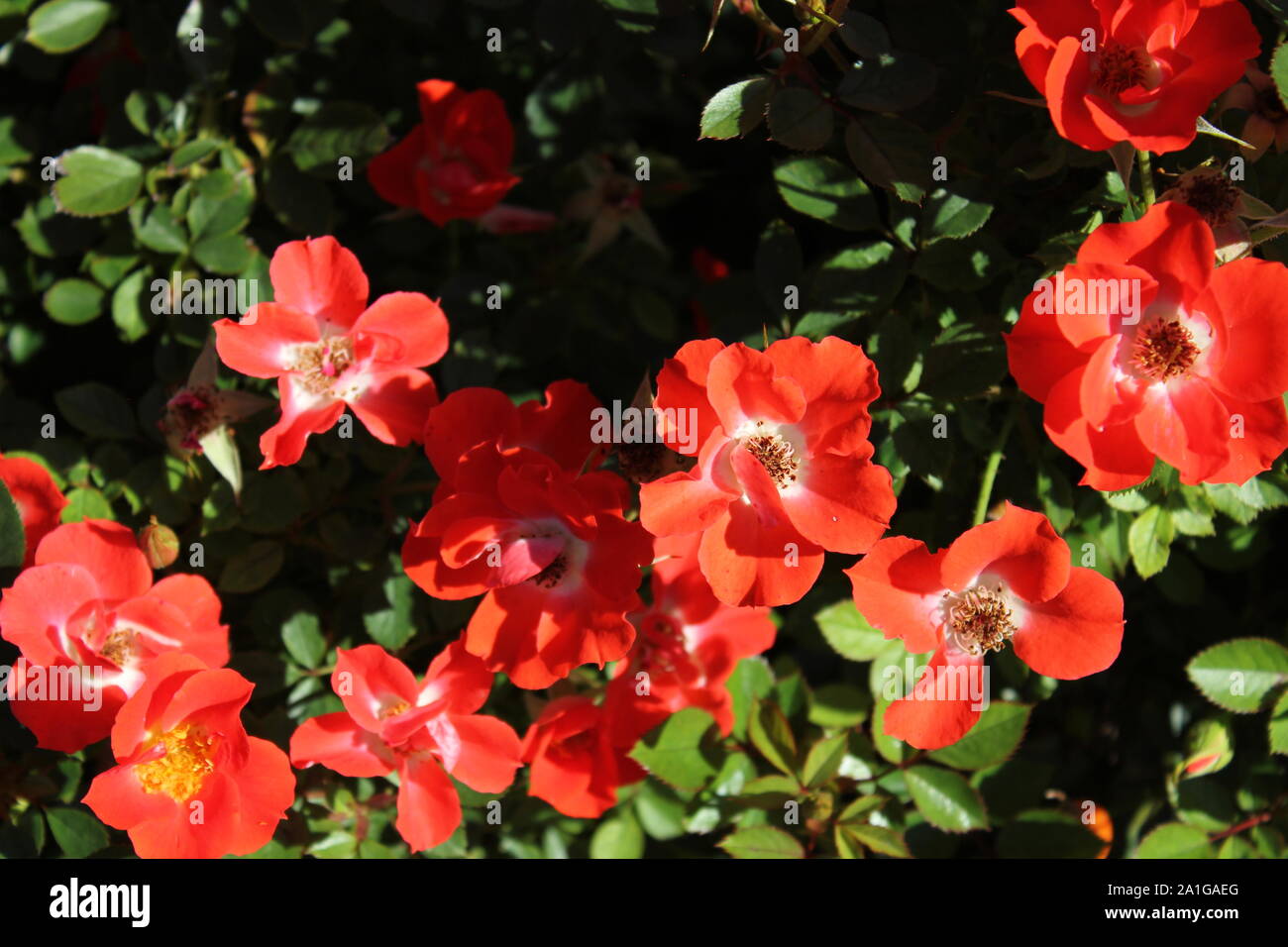 Beautiful hybrid orange tea rose growing in a garden Stock Photo - Alamy