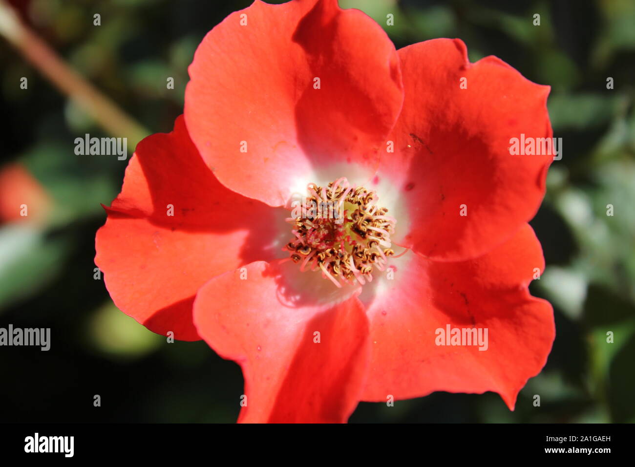 Beautiful hybrid orange tea rose growing in a garden Stock Photo - Alamy