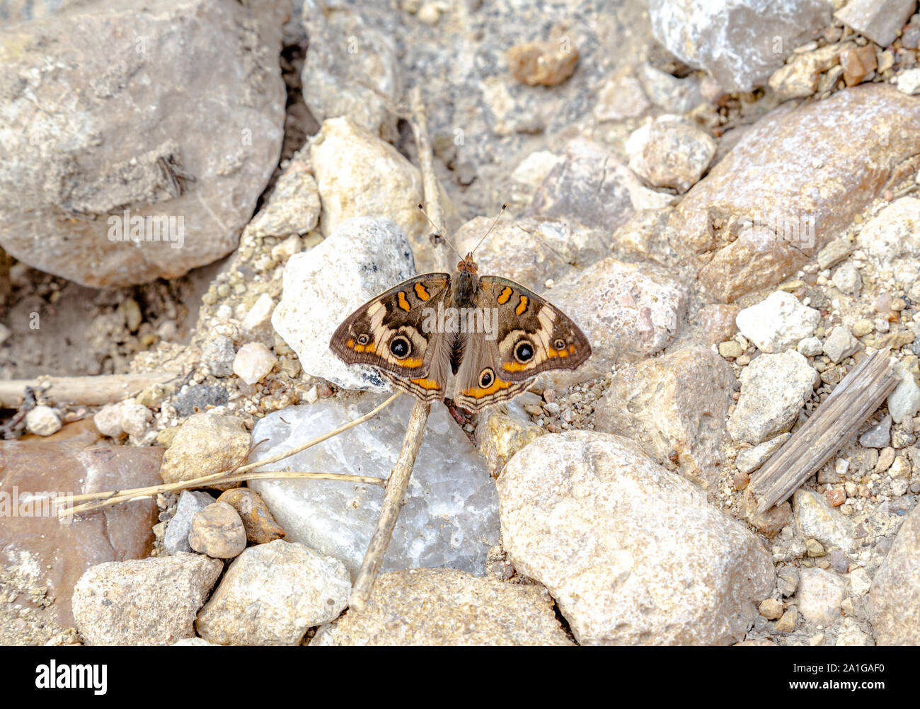Butterfly eyespot hi-res stock photography and images - Alamy