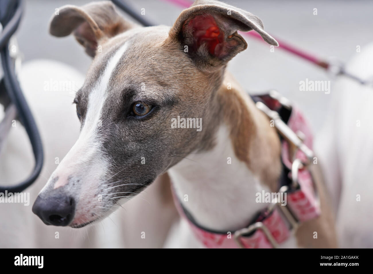 Portrait Dog Head Profile Greyhound High Resolution Stock Photography ...