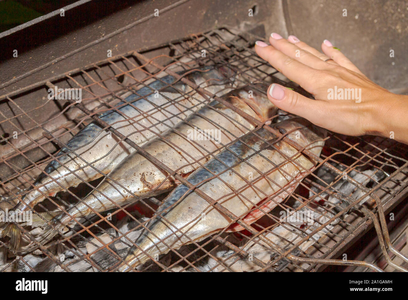 Grilled smoked Golden mackerel fish outside late at night Stock Photo ...