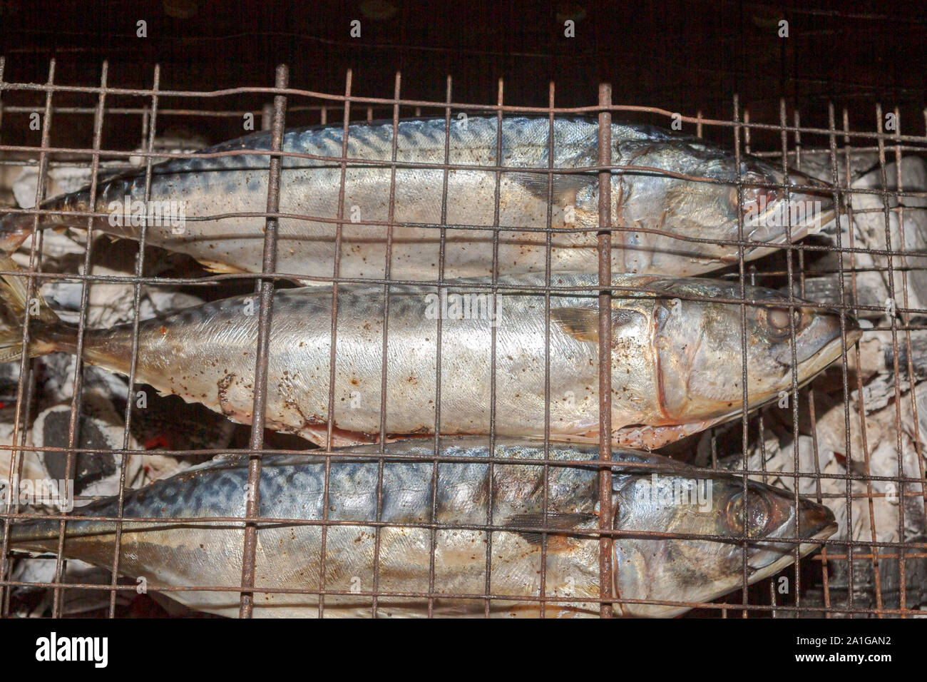 Grilled smoked Golden mackerel fish outside late at night Stock Photo ...