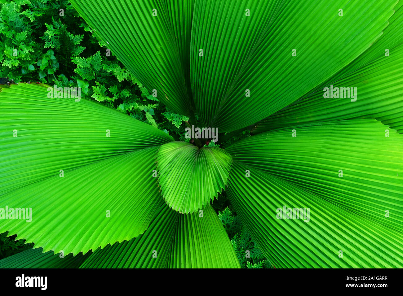 Fan Fern High Resolution Stock Photography and Images - Alamy