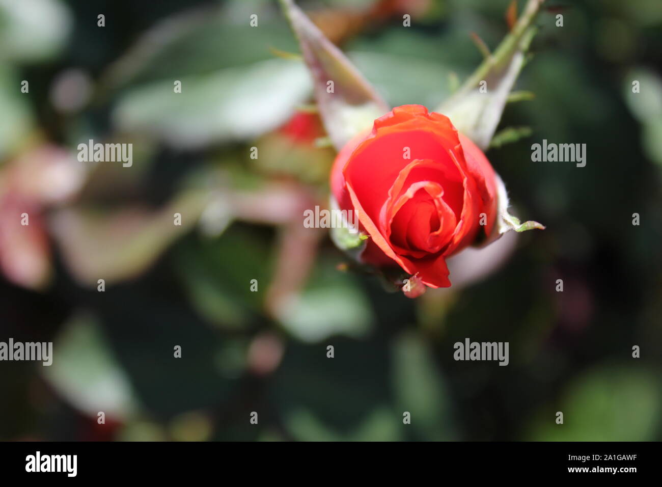 Beautiful Grandiflora Rose 'Candelabra' rose growing in a garden Stock ...
