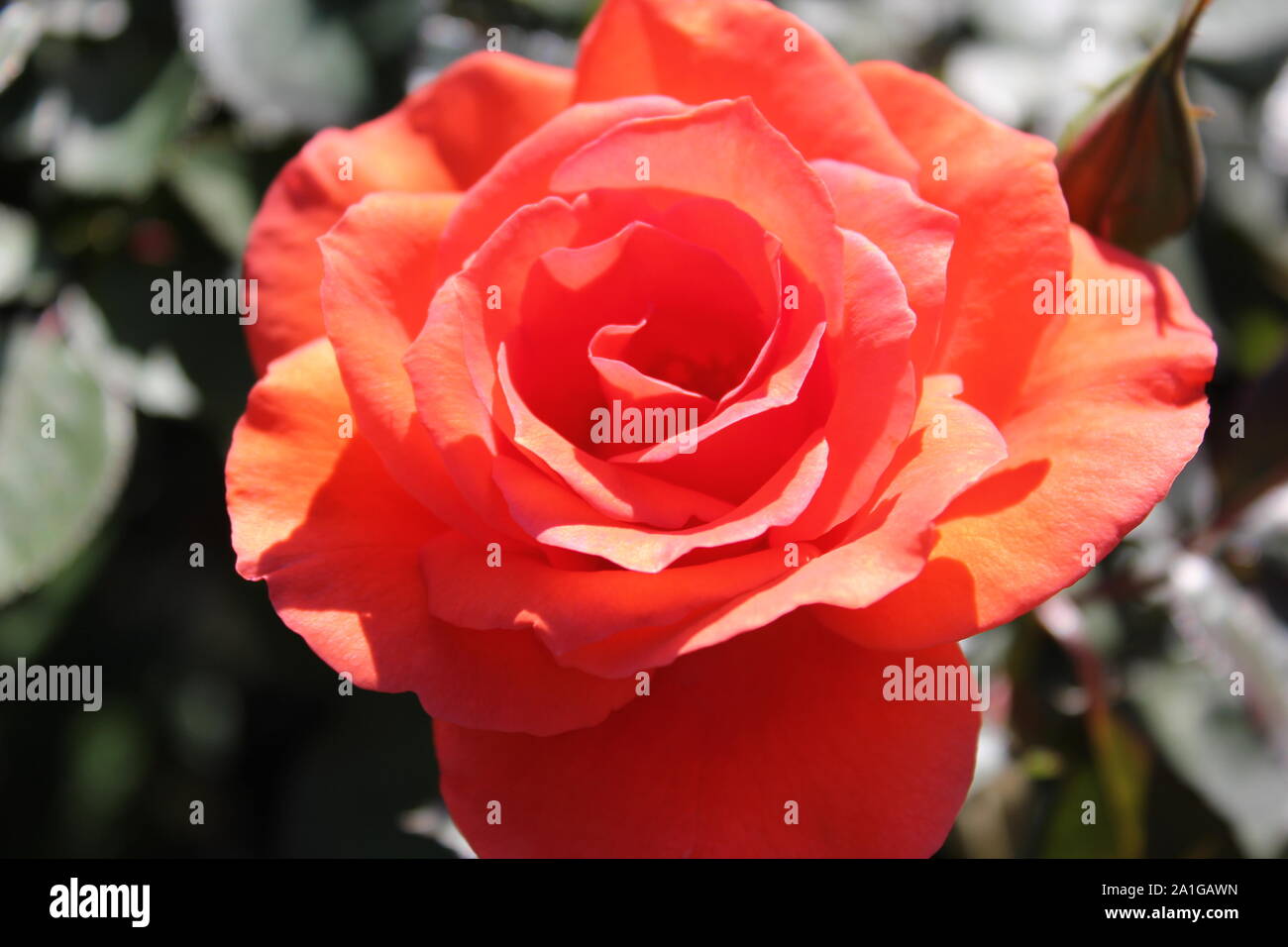 Beautiful Grandiflora Rose 'Candelabra' rose growing in a garden Stock ...