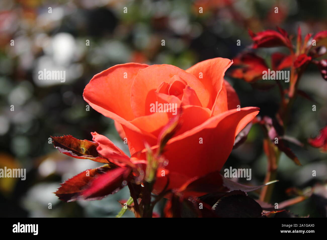 Beautiful Grandiflora Rose 'Candelabra' rose growing in a garden Stock ...