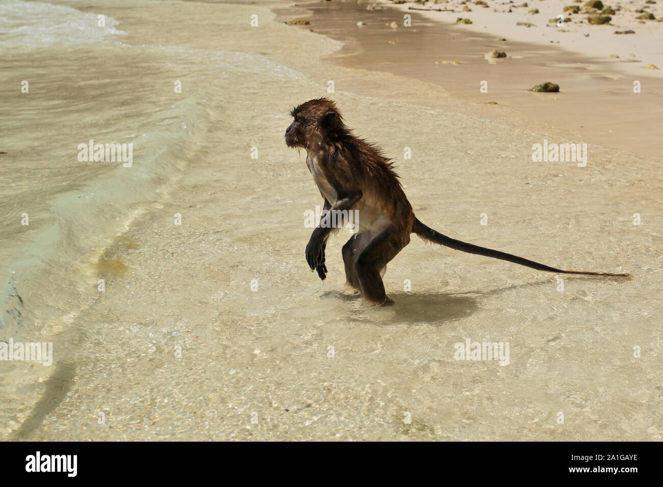 Dark brown wet monkey - crab eating macaque - Macaca fascicularis ...