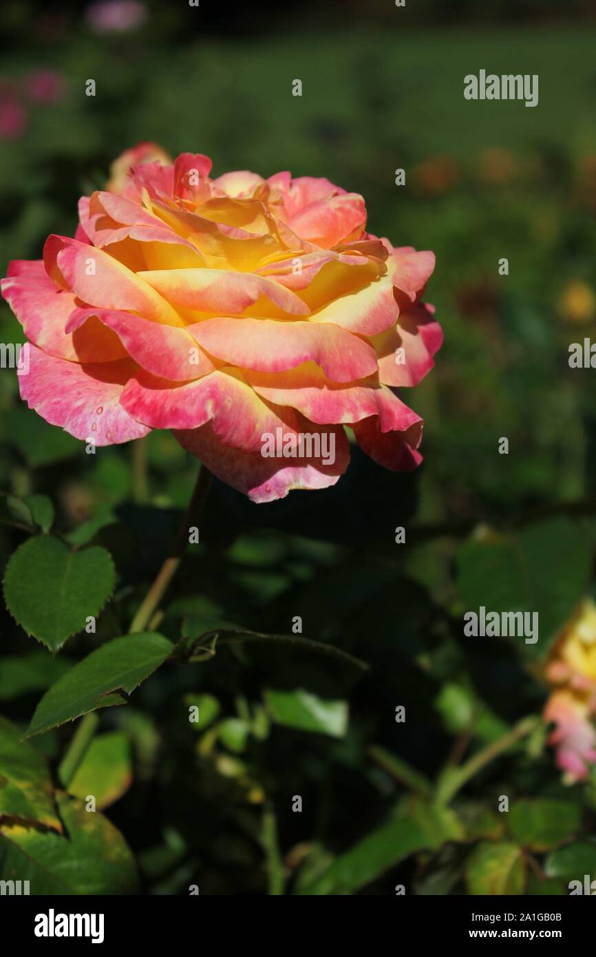 Beautiful tea rose growing in a garden Stock Photo - Alamy
