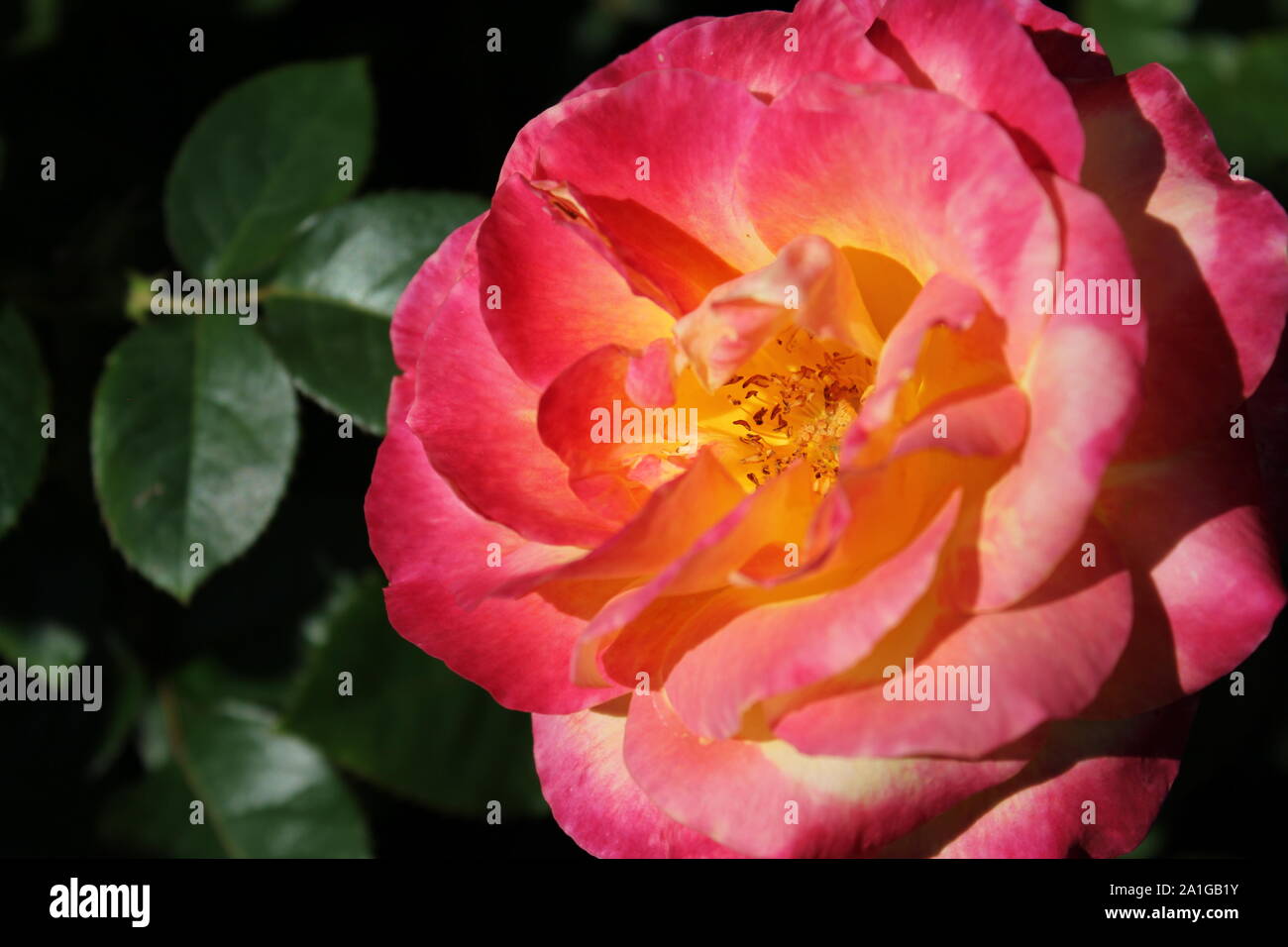 Beautiful tea rose growing in a garden Stock Photo - Alamy