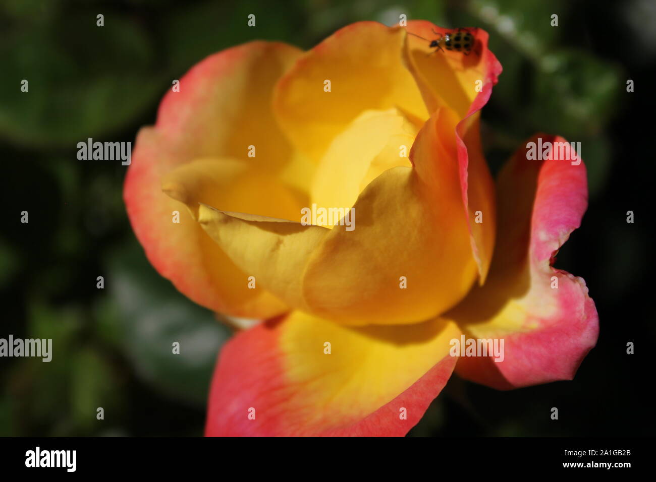 Beautiful tea rose growing in a garden Stock Photo - Alamy