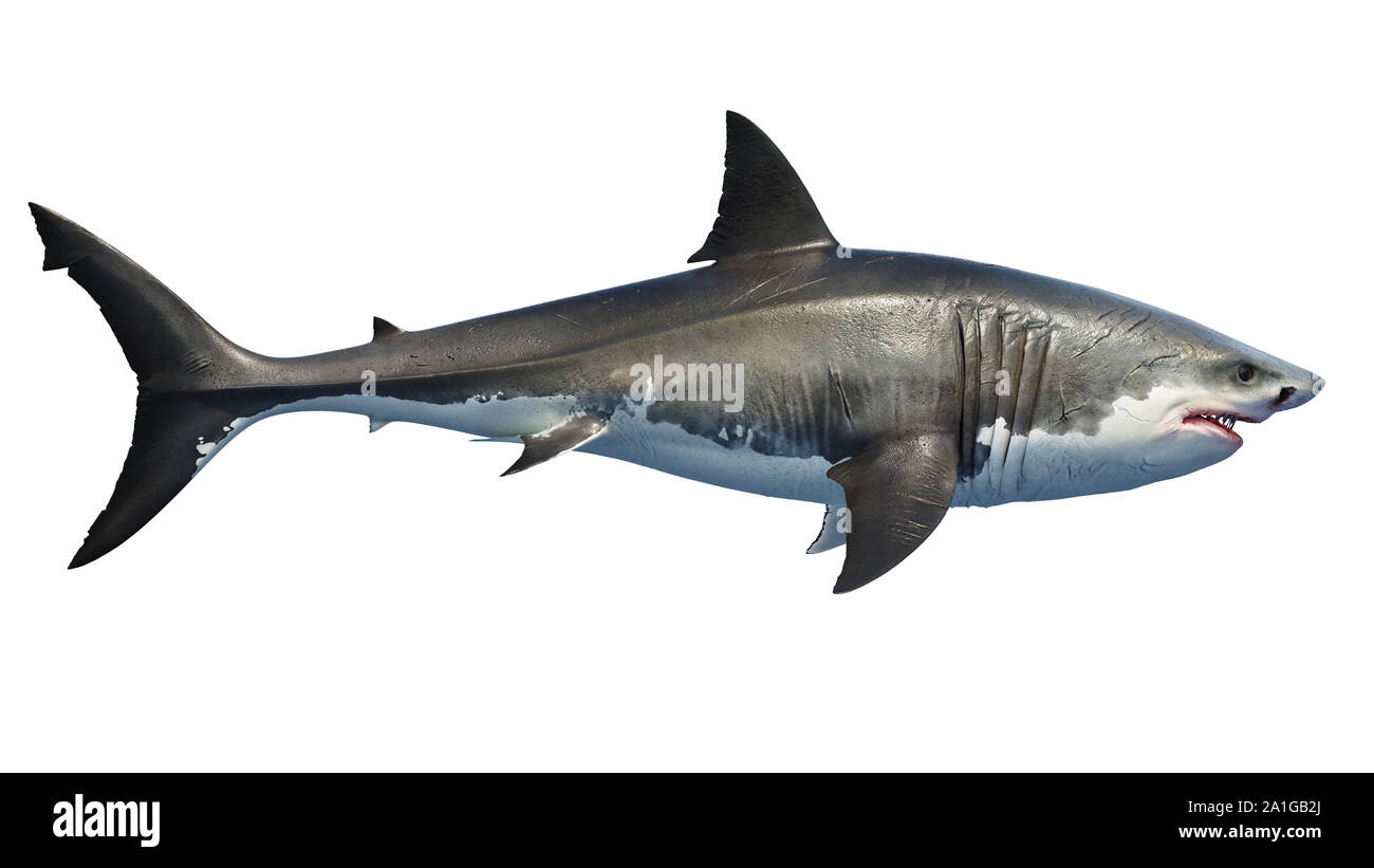 White shark marine predator big, side view. 3D rendering Stock Photo ...