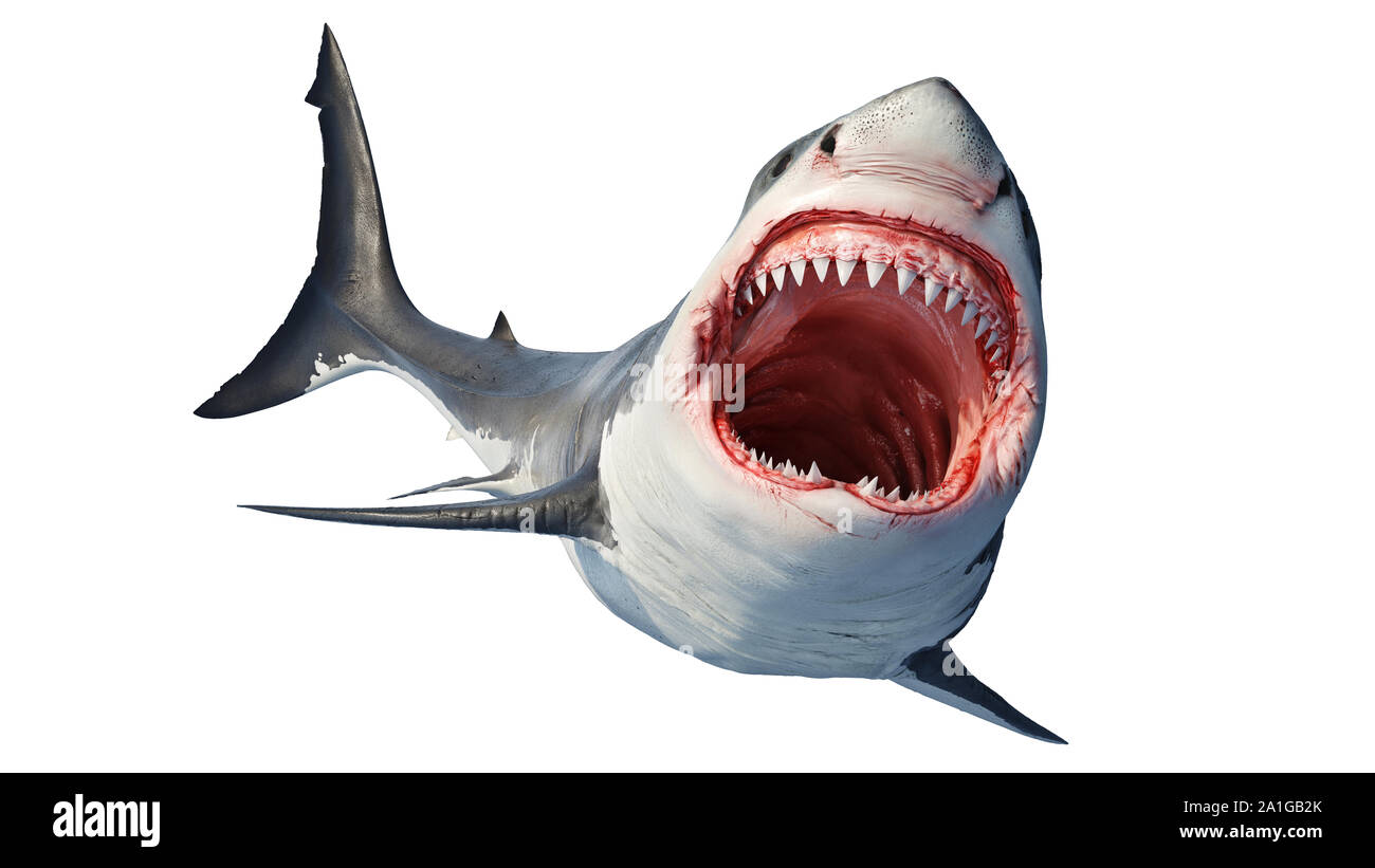 White shark marine predator big open mouth and teeth. 3D rendering ...