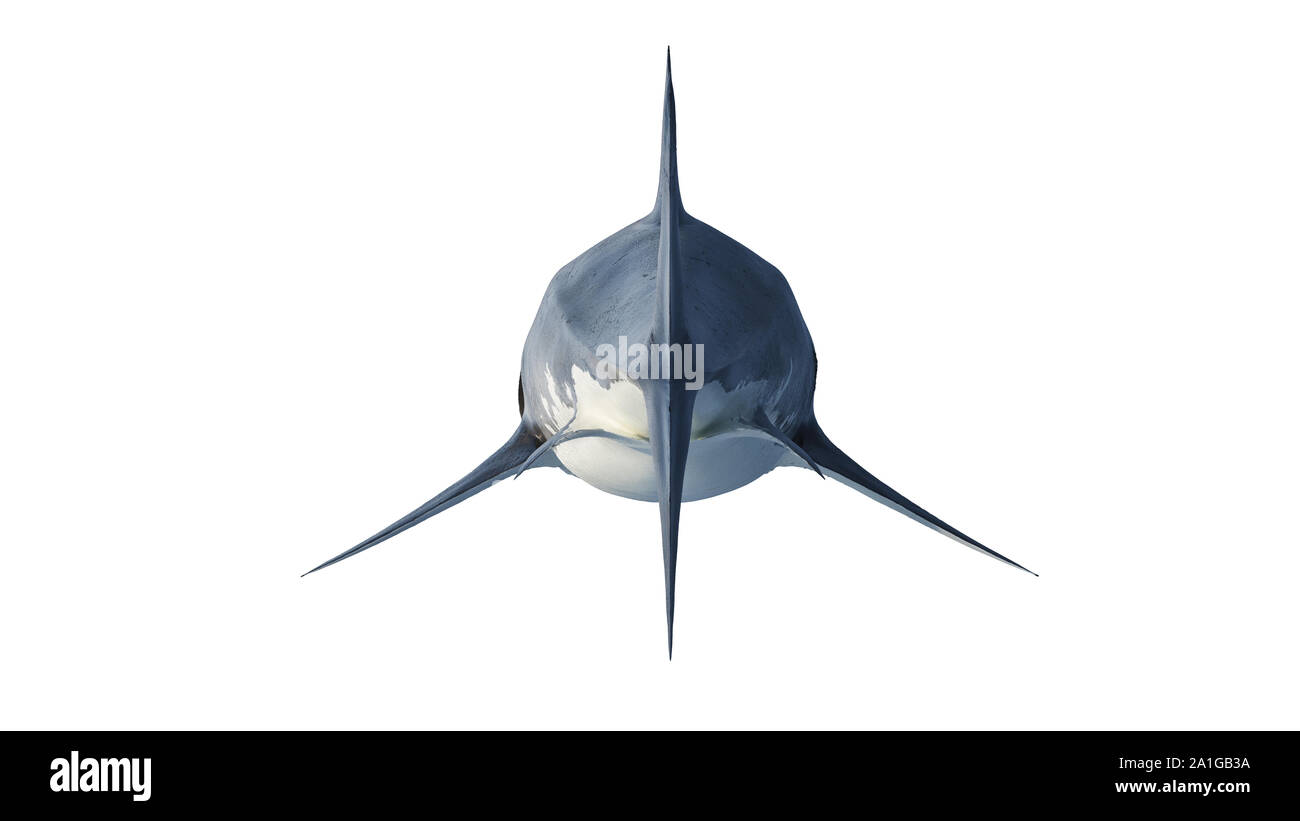 White shark marine big predator, back view. 3D rendering Stock Photo ...