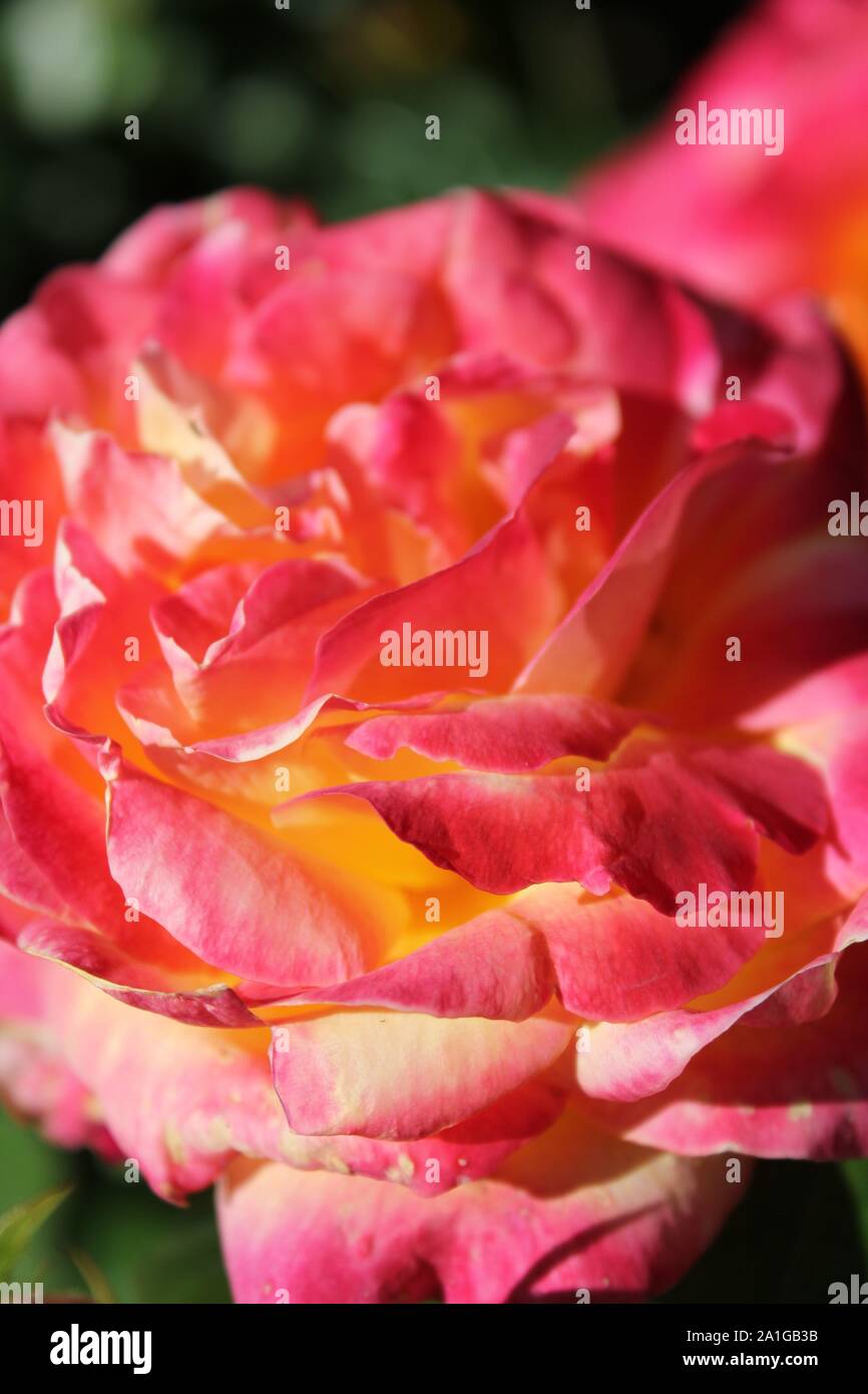 Beautiful tea rose growing in a garden Stock Photo - Alamy