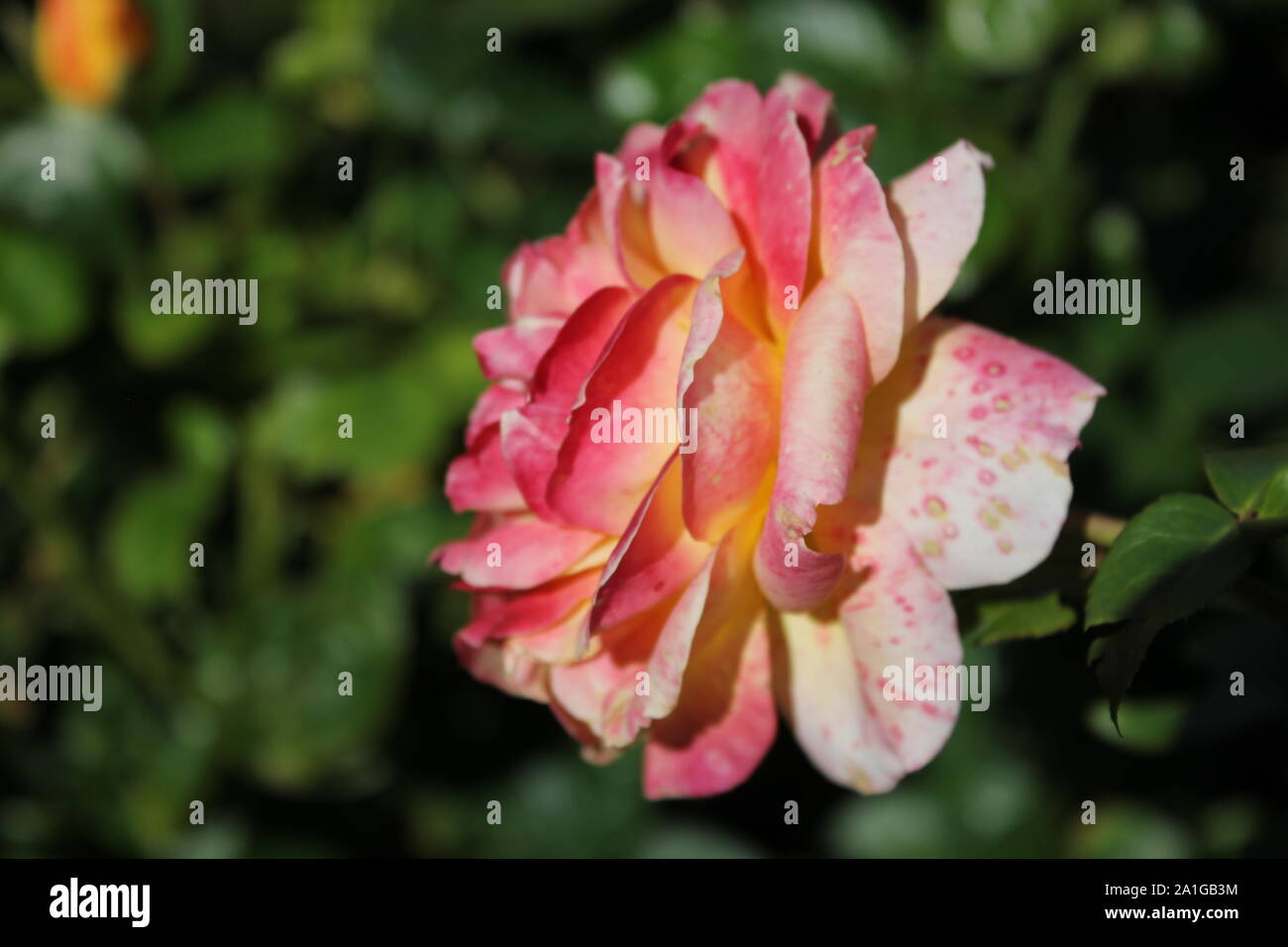 Beautiful tea rose growing in a garden Stock Photo - Alamy