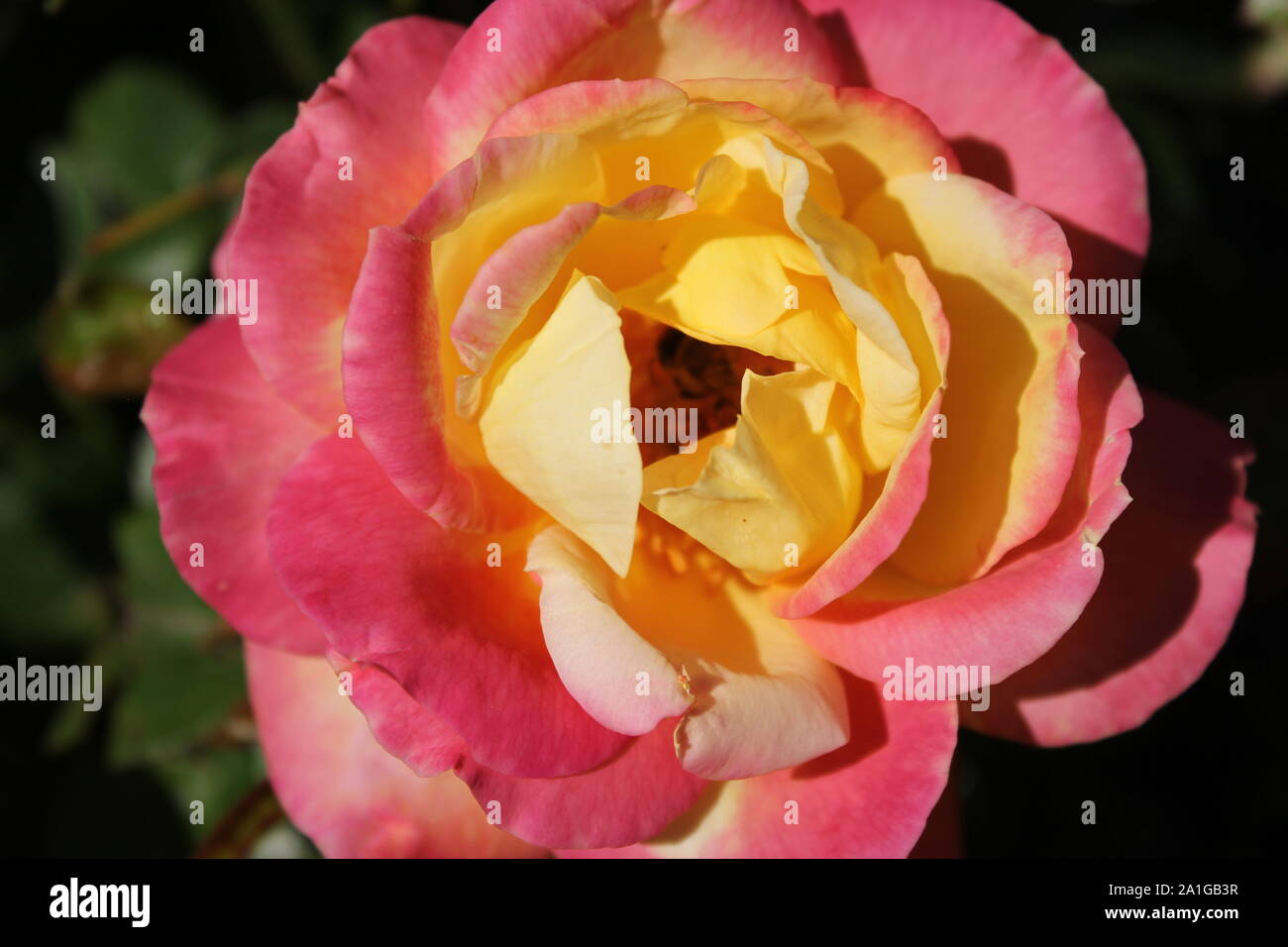 Beautiful tea rose growing in a garden Stock Photo - Alamy