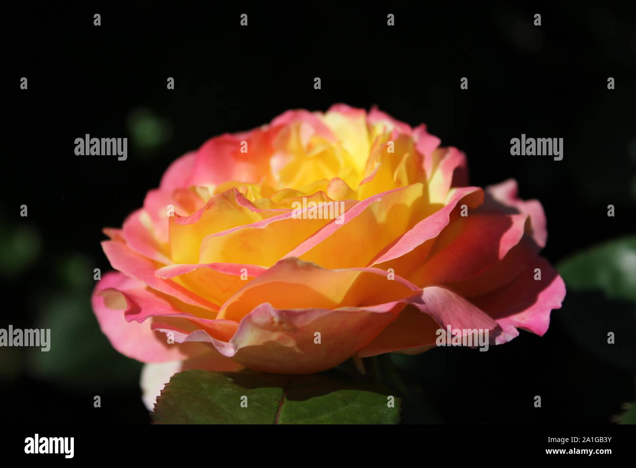 Beautiful tea rose growing in a garden Stock Photo - Alamy