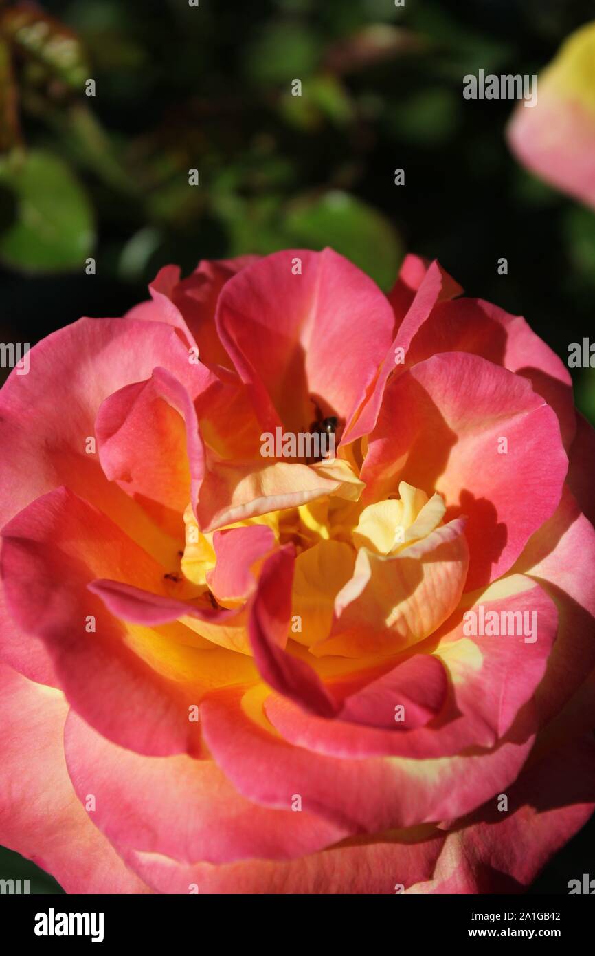 Beautiful tea rose growing in a garden Stock Photo - Alamy
