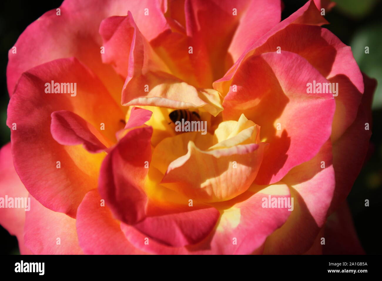 Beautiful tea rose growing in a garden Stock Photo - Alamy