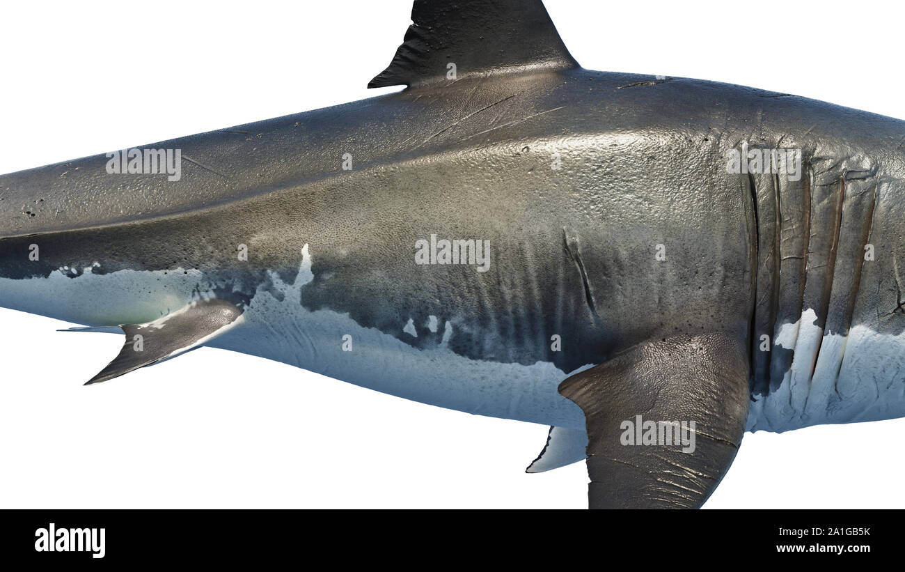 White shark marine big predator, side view, close view. 3D rendering ...