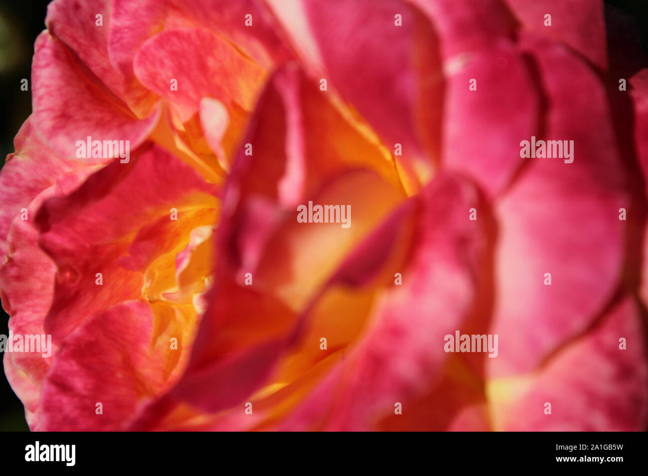 Beautiful tea rose growing in a garden Stock Photo - Alamy