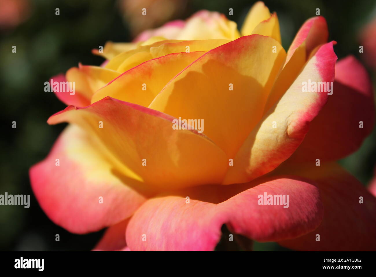 Beautiful tea rose growing in a garden Stock Photo - Alamy
