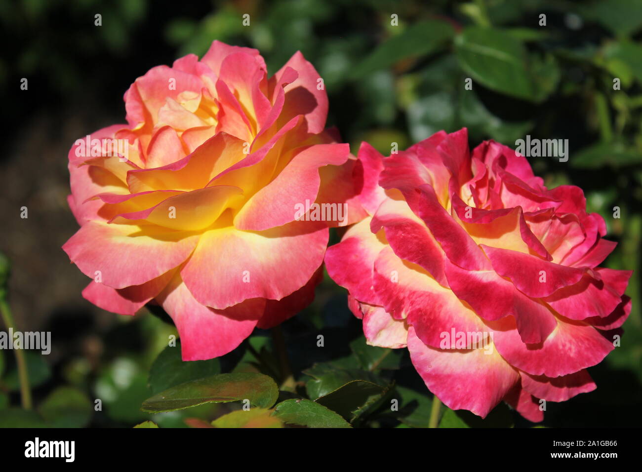 Beautiful tea rose growing in a garden Stock Photo - Alamy
