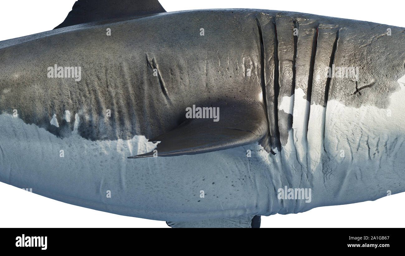 White shark marine big predator, side view, close view. 3D rendering ...