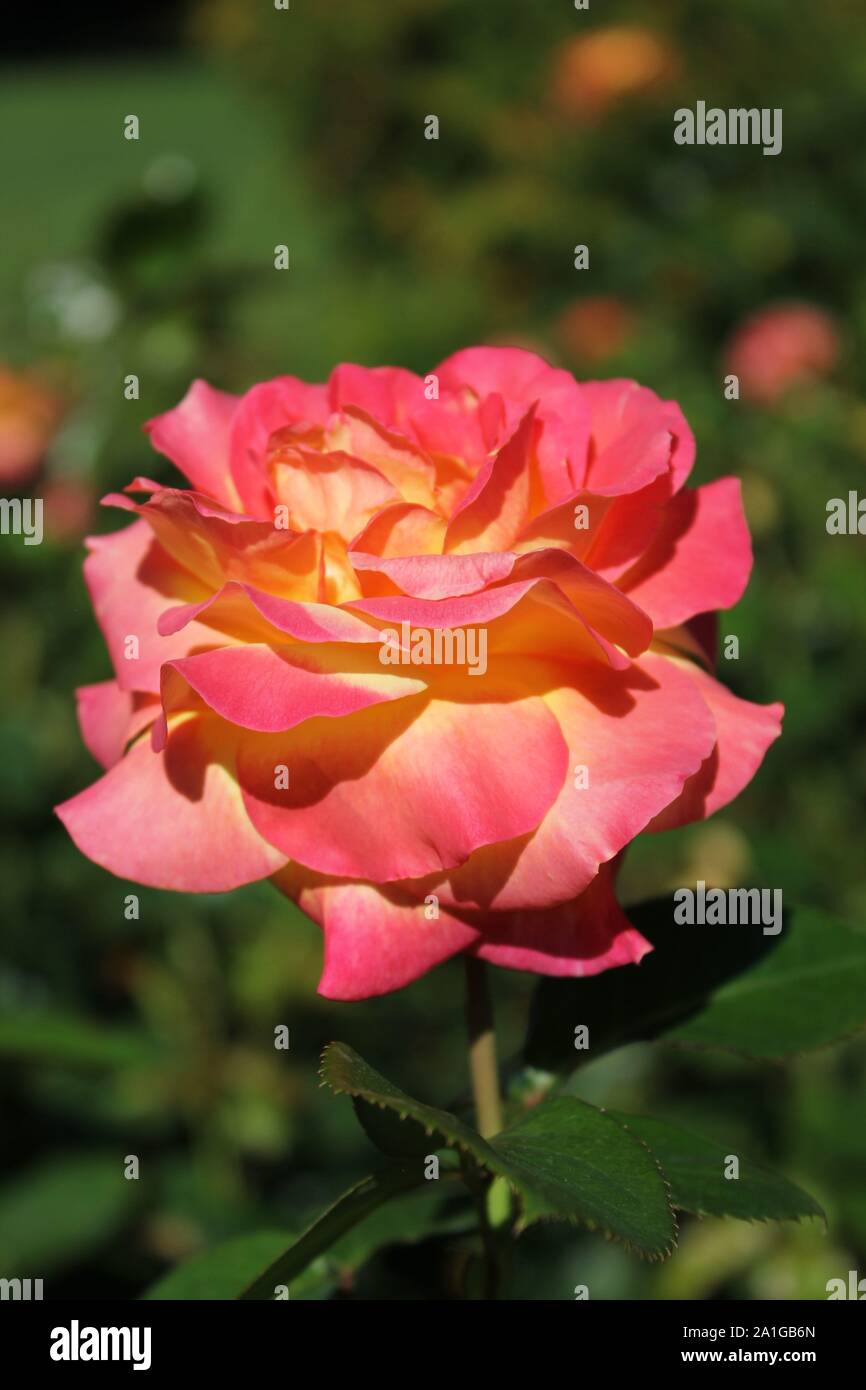 Beautiful tea rose growing in a garden Stock Photo - Alamy