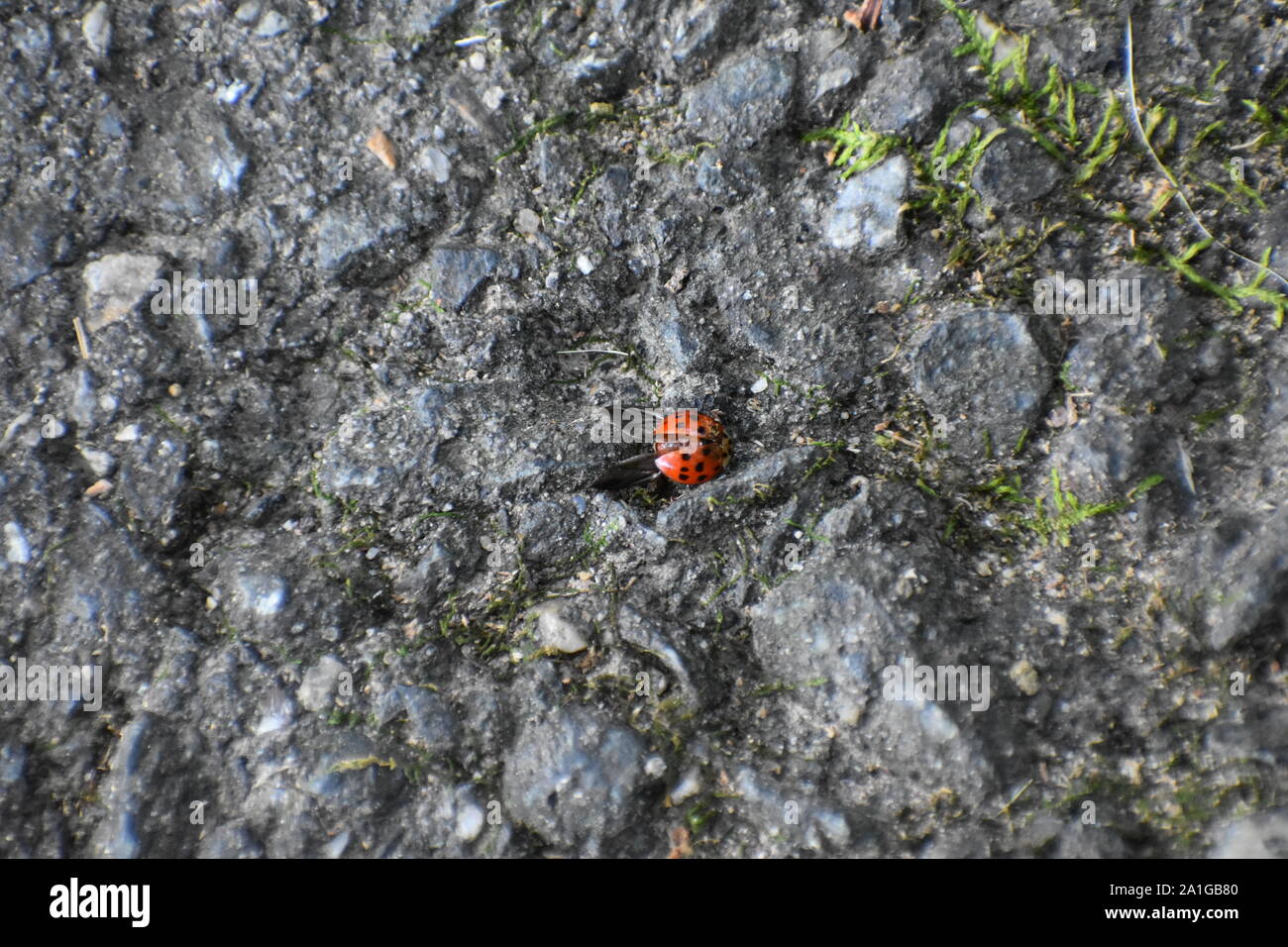 Ladybug Wings out on Caledon State Park Trail Stock Photo - Alamy