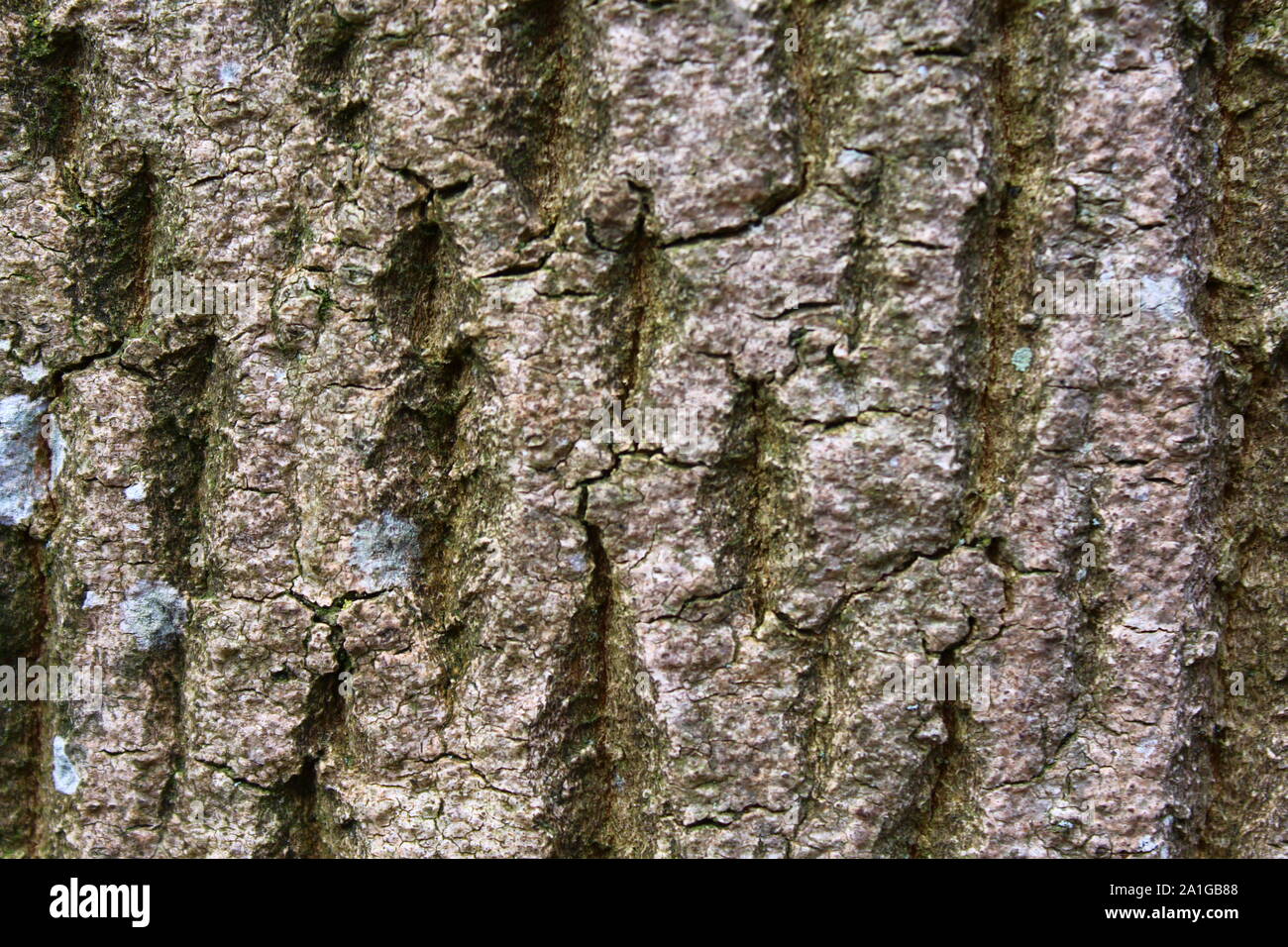 The picture shows a brown tree bark Stock Photo - Alamy