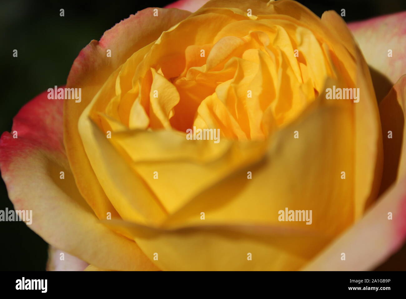 Beautiful tea rose growing in a garden Stock Photo - Alamy