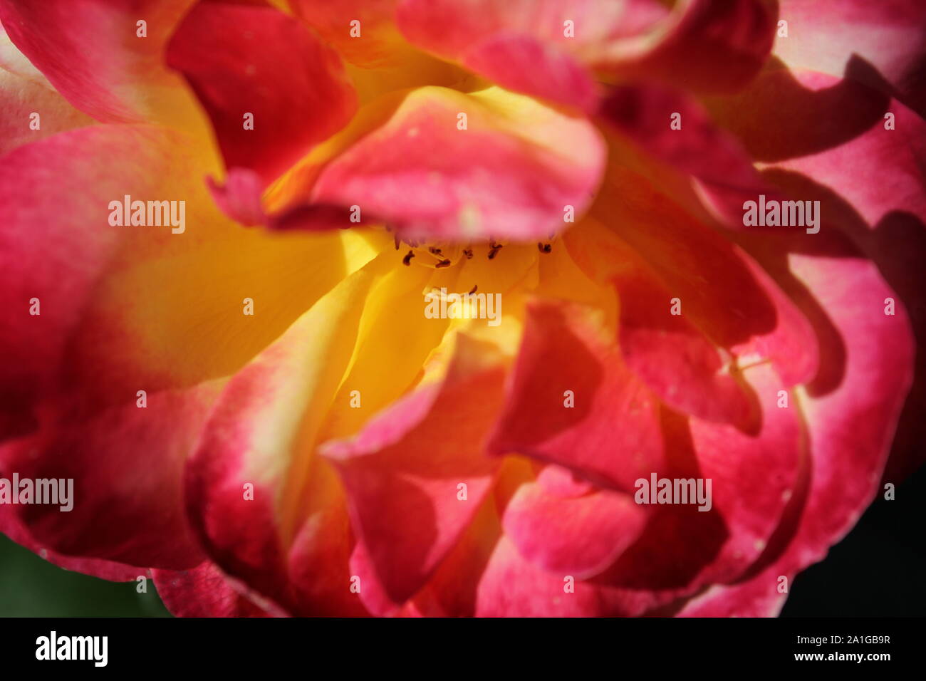 Beautiful tea rose growing in a garden Stock Photo - Alamy