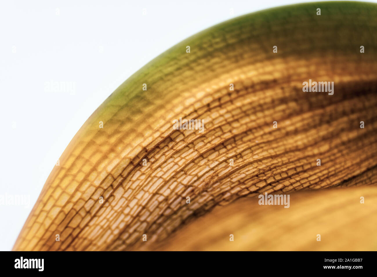 Orchid leaf hi-res stock photography and images - Alamy