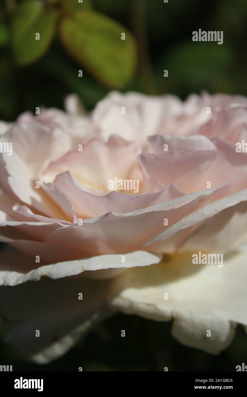 Beautiful brite eyes climbing rose growing in a garden Stock Photo - Alamy