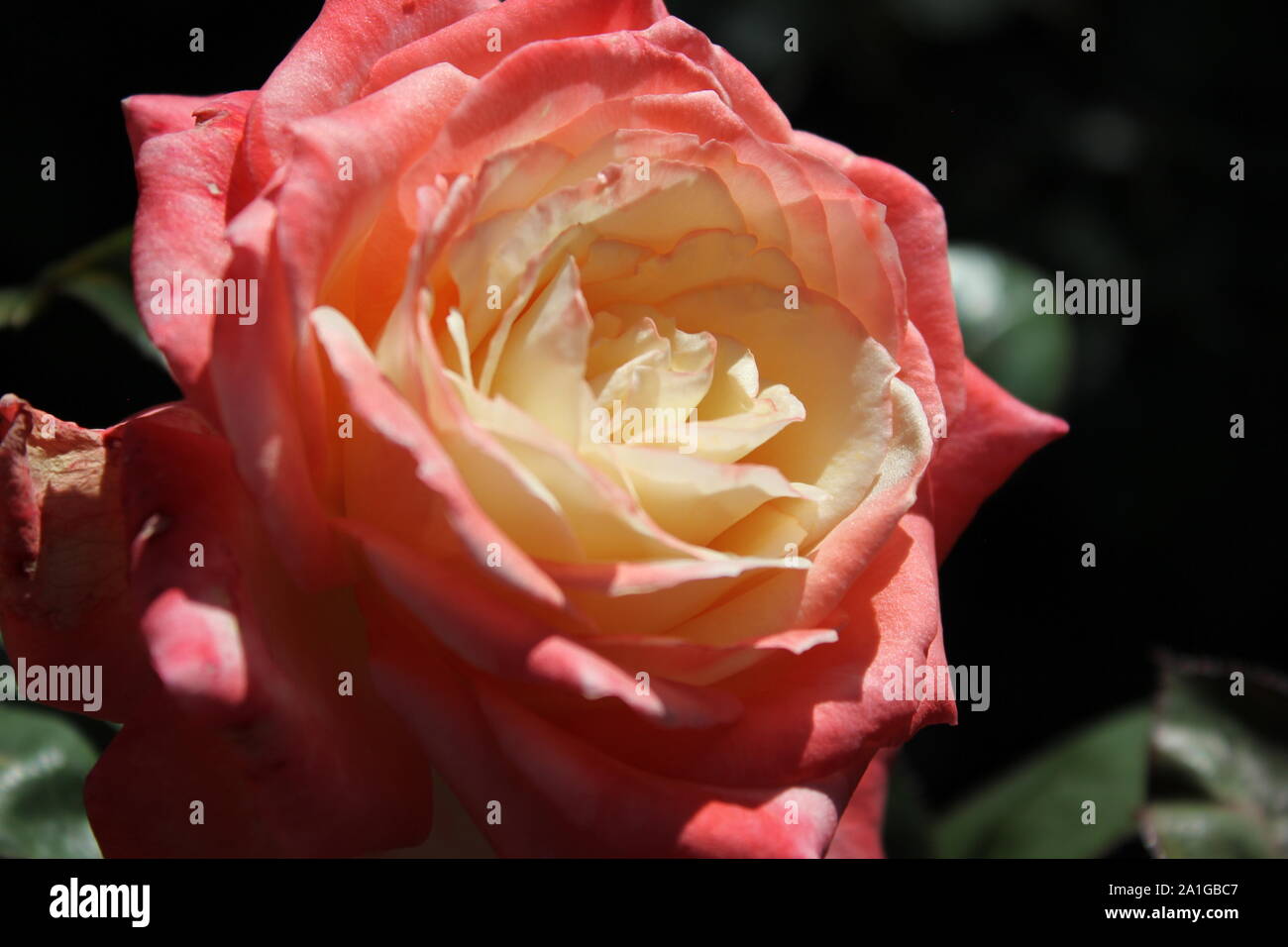 Beautiful grandiflora gemini hybrid tea rose growing in a garden Stock ...